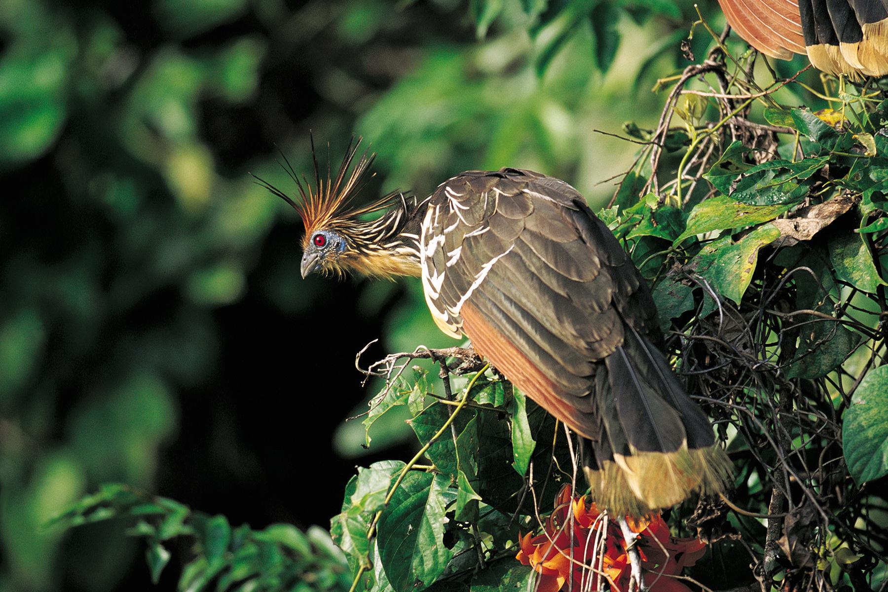 Amazon Rainforest Animals: A Beginner’s Guide to 21 Species ...